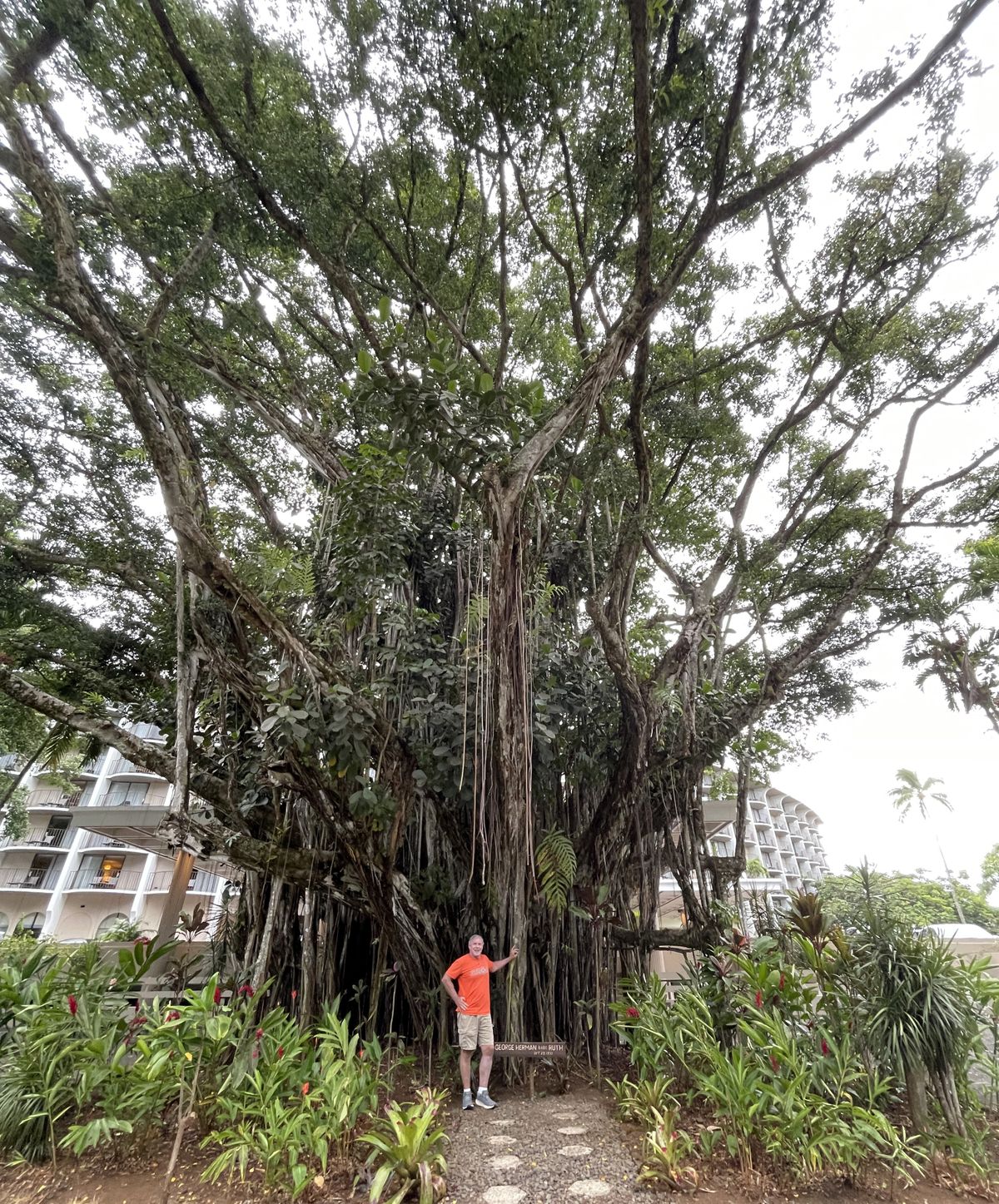 Banyan Drive in Hilo