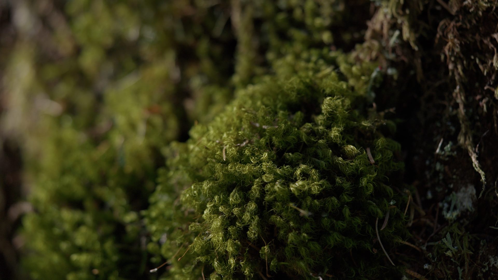 You Aren’t Paying Enough Attention to Moss