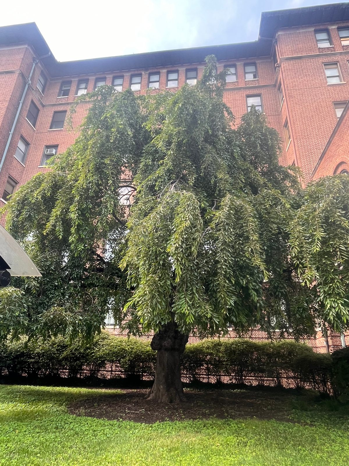 Al Capone Cherry Tree – Baltimore, Maryland - Atlas Obscura