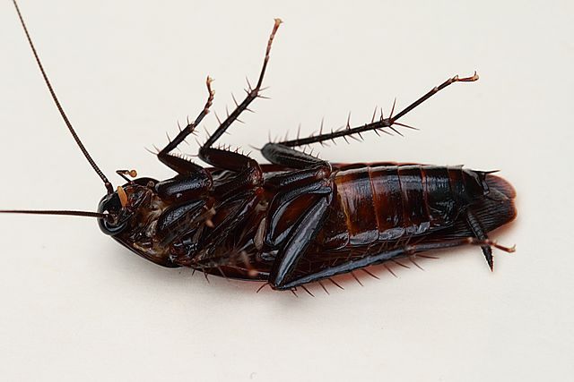 FOUND: Evidence That Cockroaches Have Plagued Humans for Millennia ... FOUND: Evidence That Cockroaches Have Plagued Humans for Millennia ...