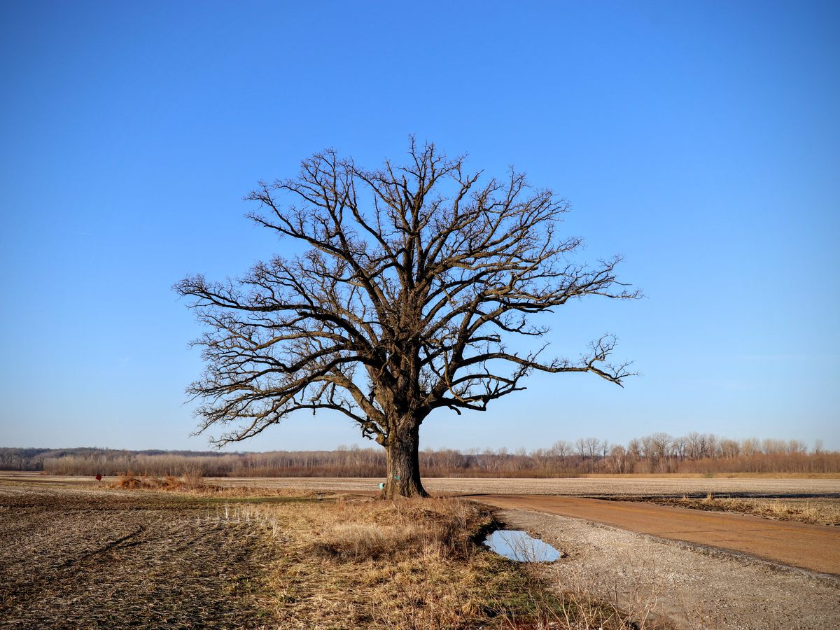 McBaine Bur Oak – Columbia, Missouri - Atlas Obscura