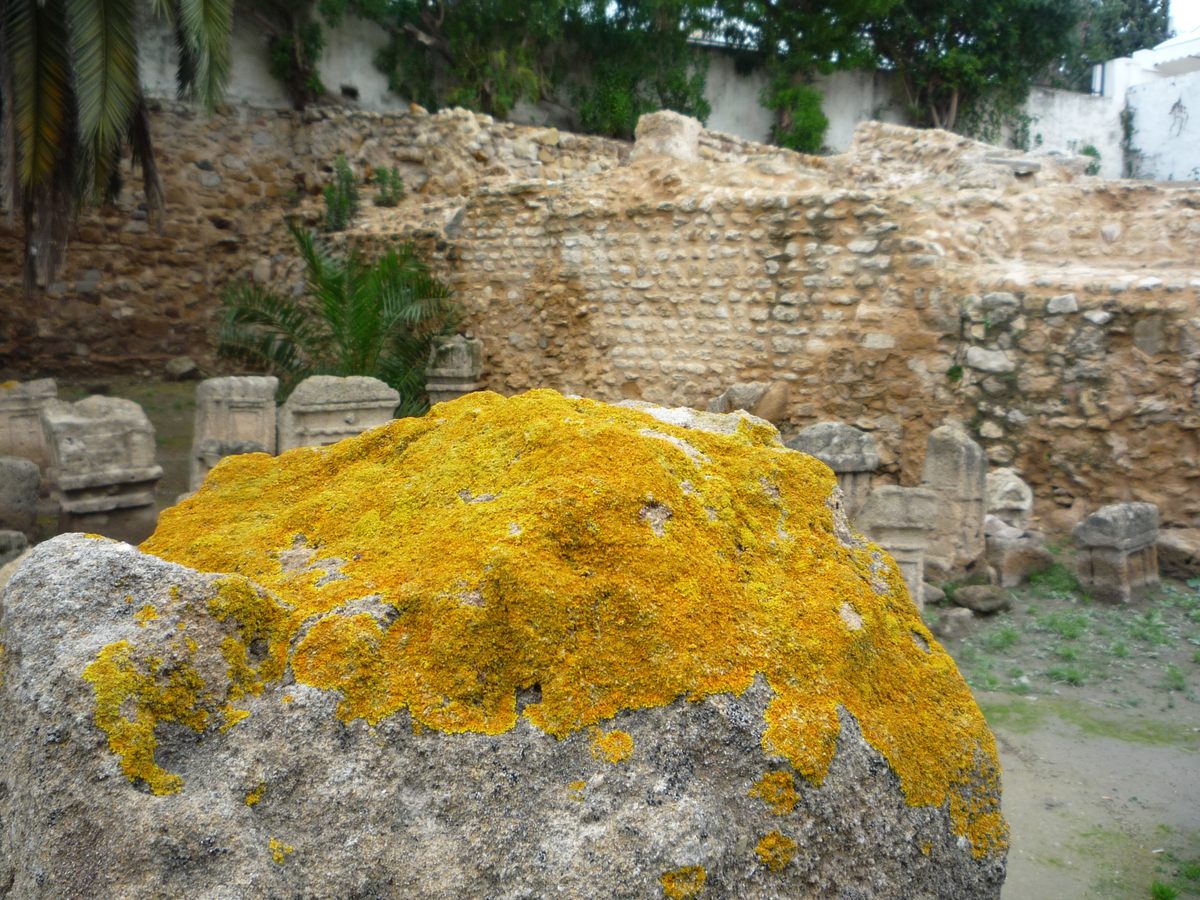 Tophet at Carthage – Carthage, Tunisia - Atlas Obscura