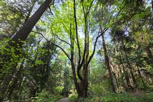 View from inside the forest