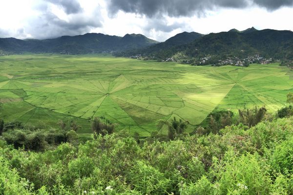 Spider Web Rice Fields in Ruteng