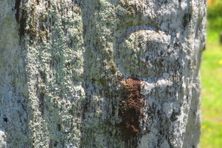 Thomas Callaway's initials, carved by Daniel Boone