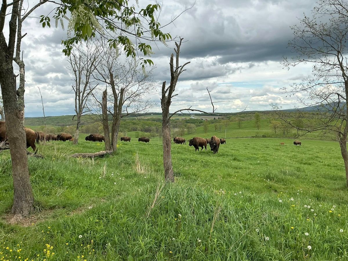 The Bison Corral in Schellsburg