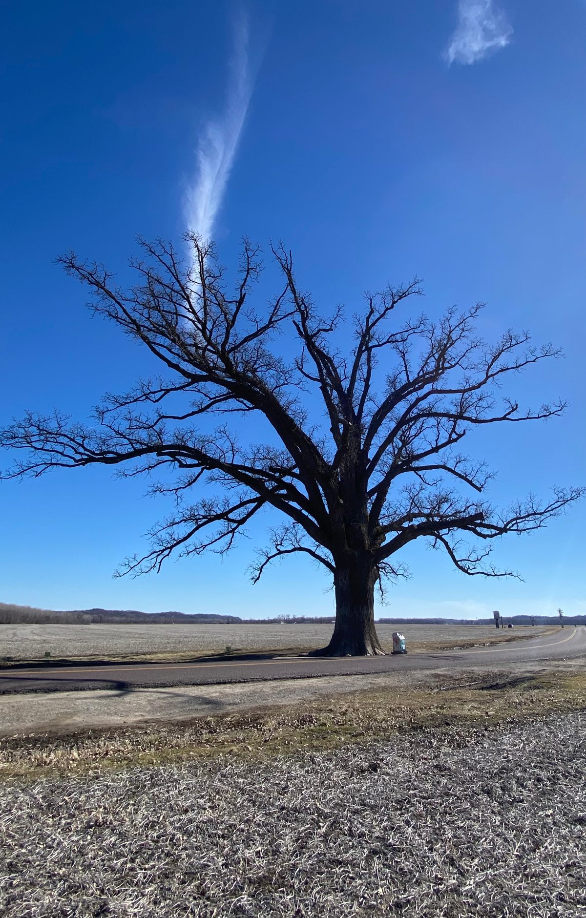 McBaine Bur Oak – Columbia, Missouri - Atlas Obscura