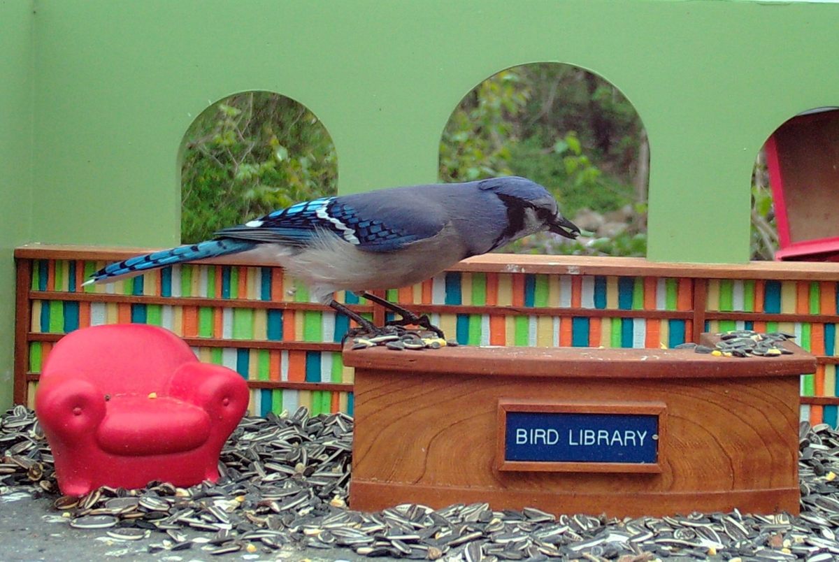 The Library-Themed Livestream Where Birds Stretch Their Wings