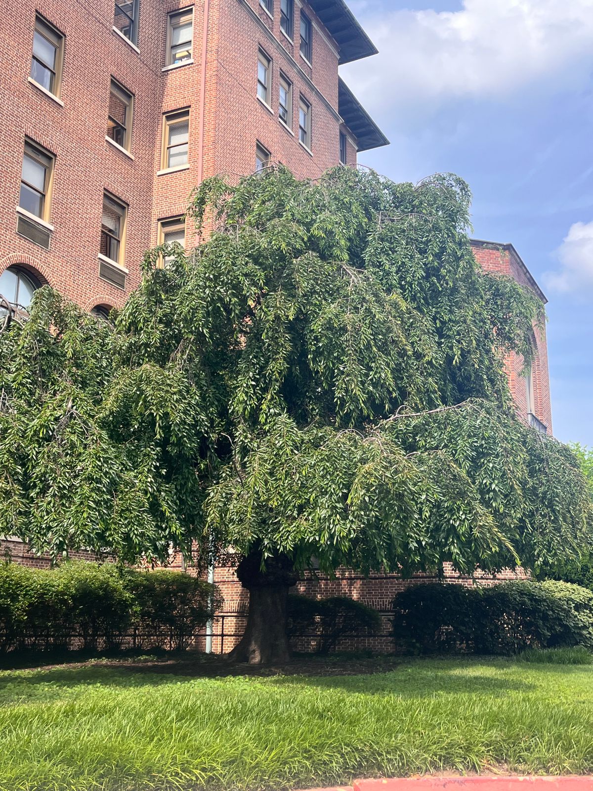 Al Capone Cherry Tree – Baltimore, Maryland - Atlas Obscura