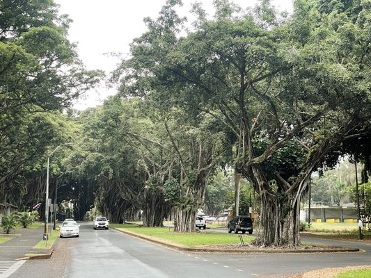 Banyan Drive in Hilo
