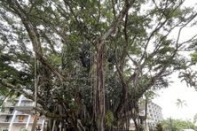The Babe Ruth banyan tree